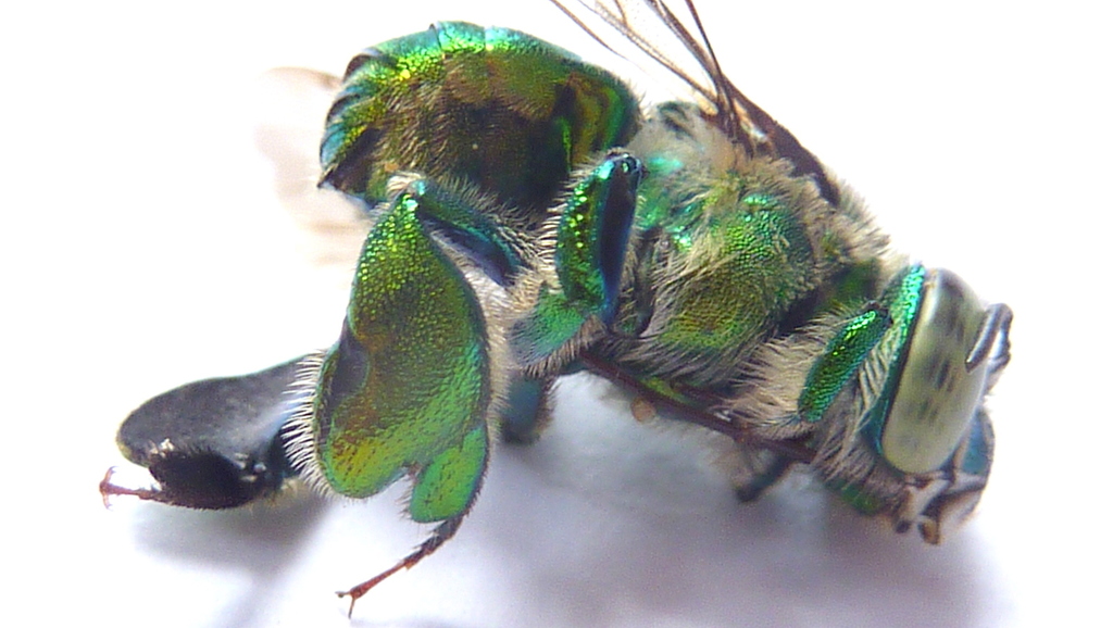 Euglossa (Abejas y avispas de Veracruz) · iNaturalist