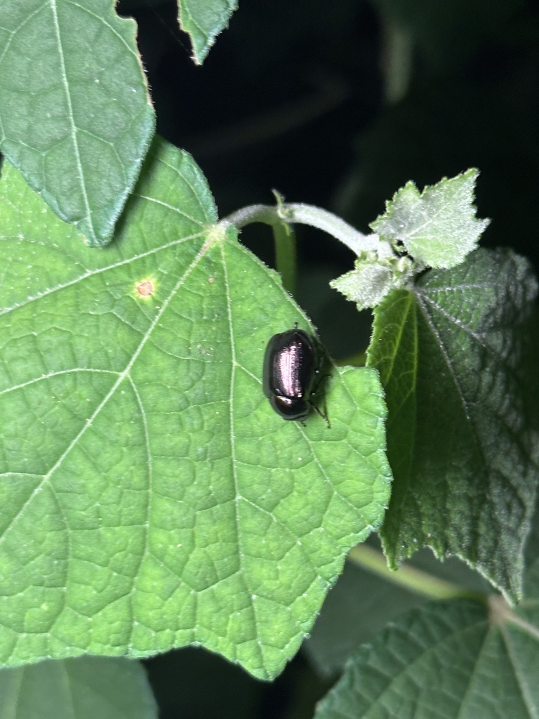 Apogonia splendida from 黑沙水庫郊野公園, 路環, MO on July 20, 2024 at 09:29 PM ...