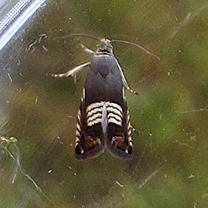 Clover Seed Moth from Московская обл., Россия, 140333 on July 20, 2024 ...