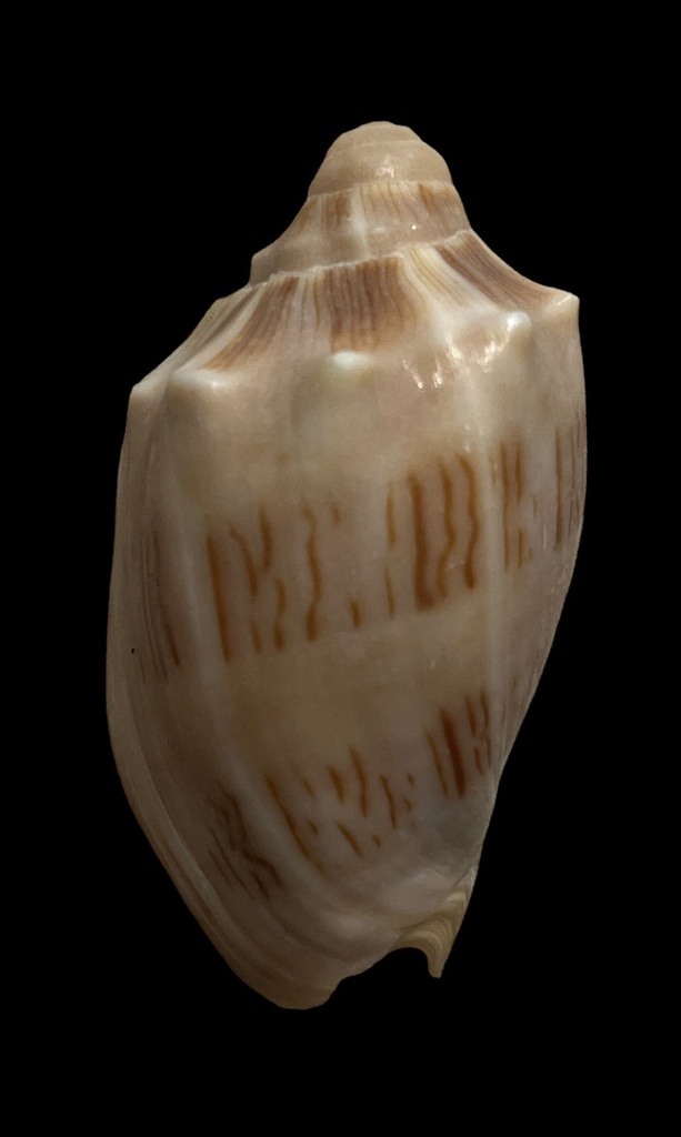 Cymbiola from Woodman Point Regional Park, Coogee, WA, AU on February ...