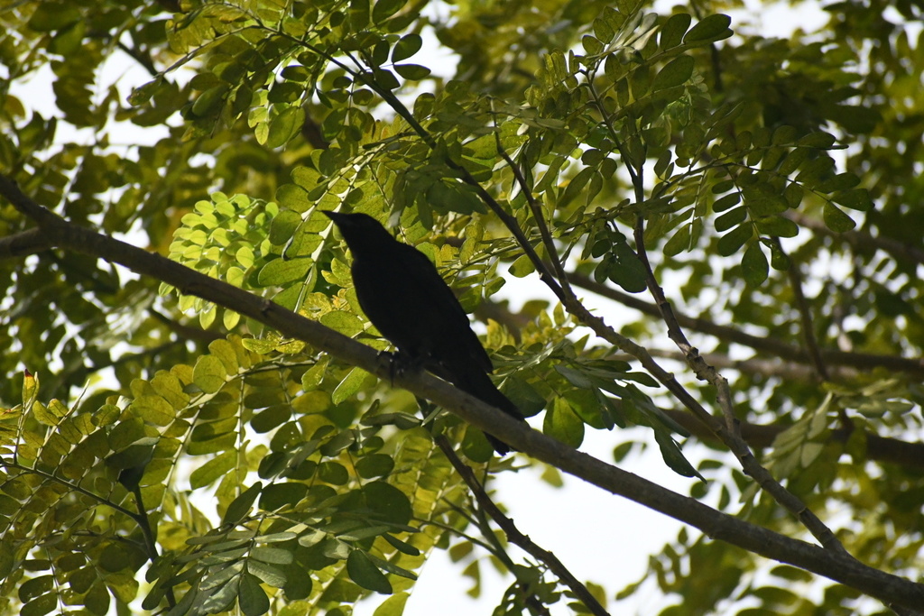 Hispaniolan Grackle from DYE FORE, Villa Hermosa, La Romana, DO on July ...