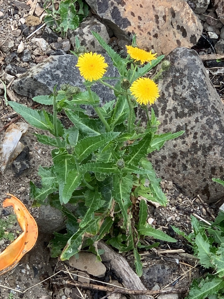 prickly sowthistle from Rosyth Ward, Inverkeithing, Scotland, GB on 20 ...