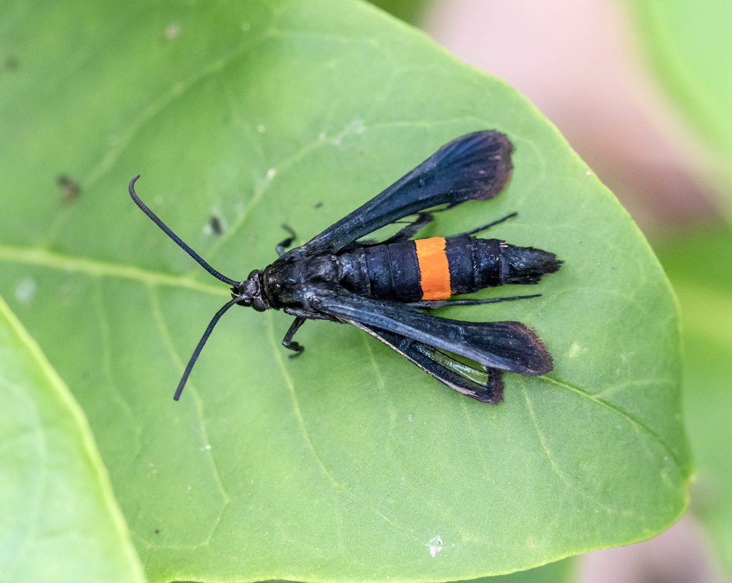Peachtree Borer Moth from Kent County, MD, USA on July 20, 2024 at 09: ...