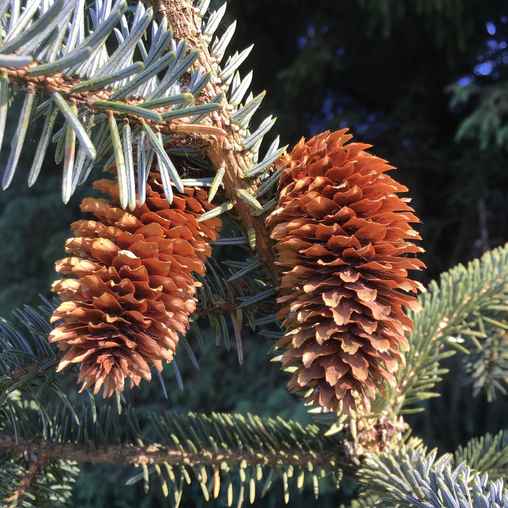 Sitka spruce from 98019, Duvall, WA, US on June 03, 2019 at 05:45 PM by ...