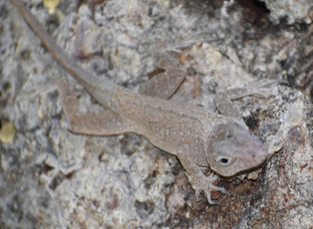 Crested Anole from La Española, La Romana, La Romana, DO on July 15 ...