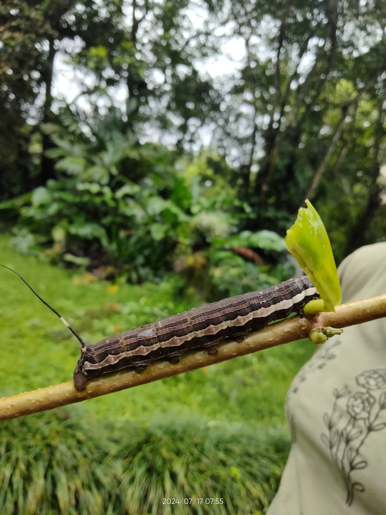 Sphinx Moths from Limón, Mercedes, Costa Rica on July 17, 2024 at 07:55 ...