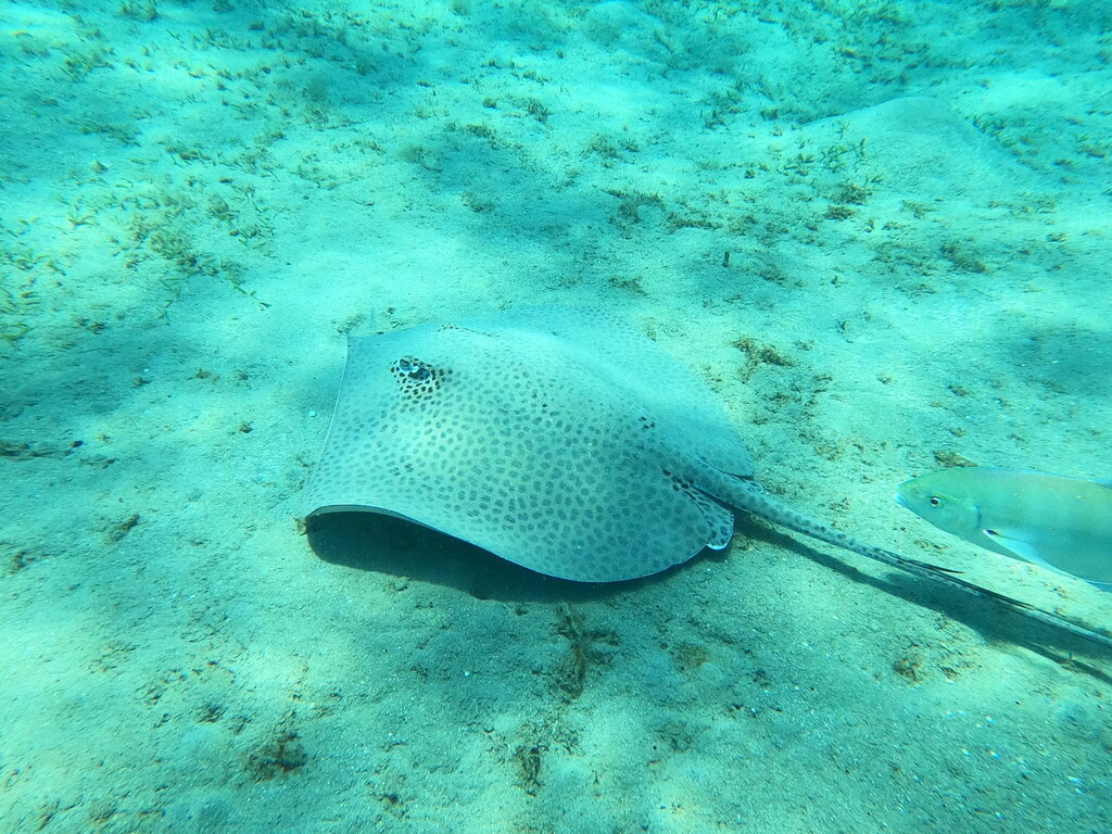 Reticulate Whipray in July 2024 by reem-hossam12. DCIM\100GOPRO ...