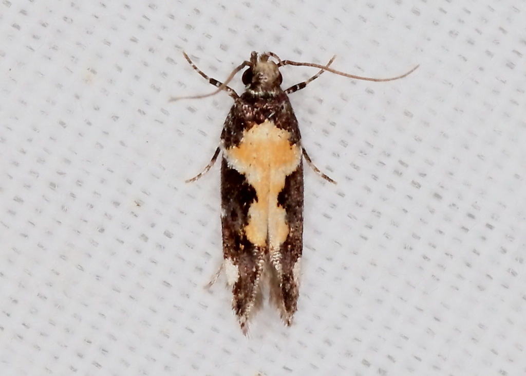 Red-necked Peanutworm Moth from Lake Hawkins, Texas 75765 on July 19 ...