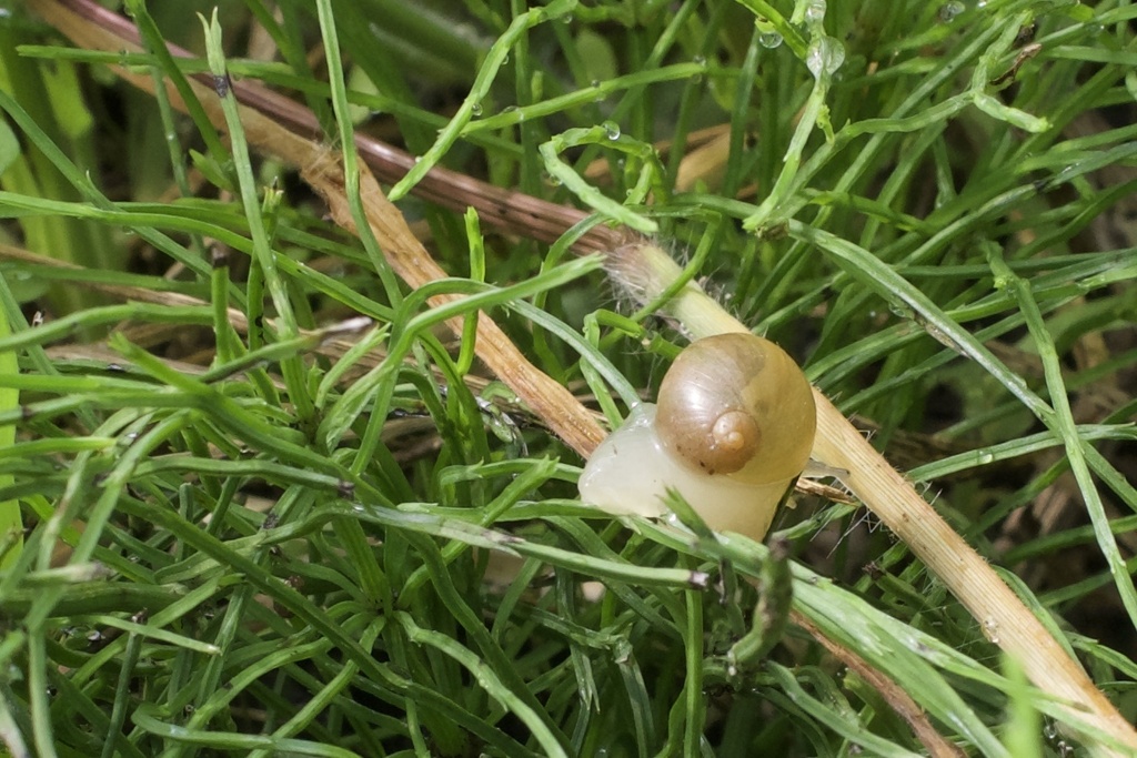 Succinea lauta from 南三陸町入谷字童子下 住宅、畑、果樹、畜産、雑草 on July 19, 2024 at 08:25 AM by kemurineko ...