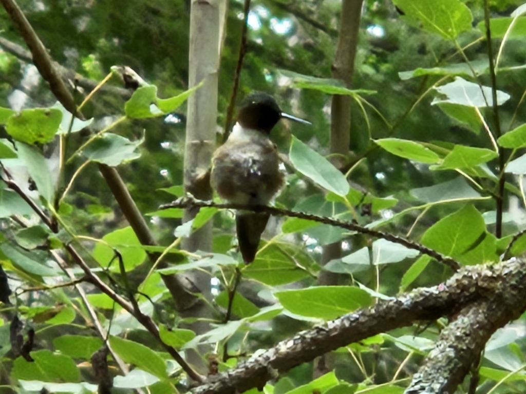 Ruby-throated and Black-chinned Hummingbirds from Ontario P0T, Canada ...
