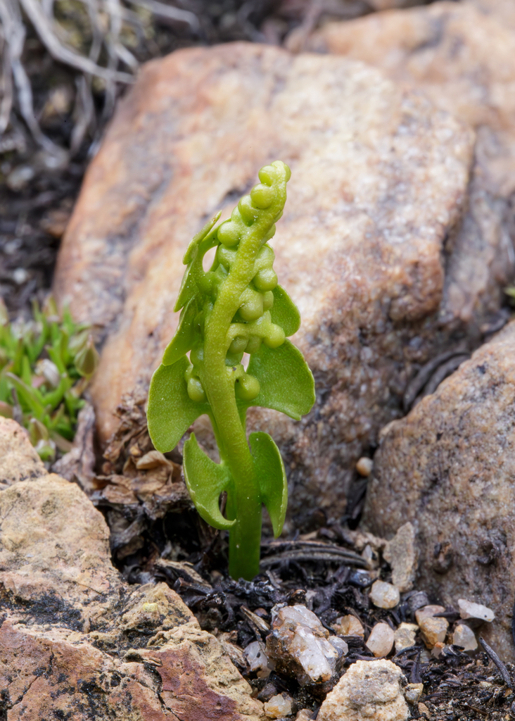 American moonwort from Park County, CO, USA on July 19, 2024 at 10:16 ...