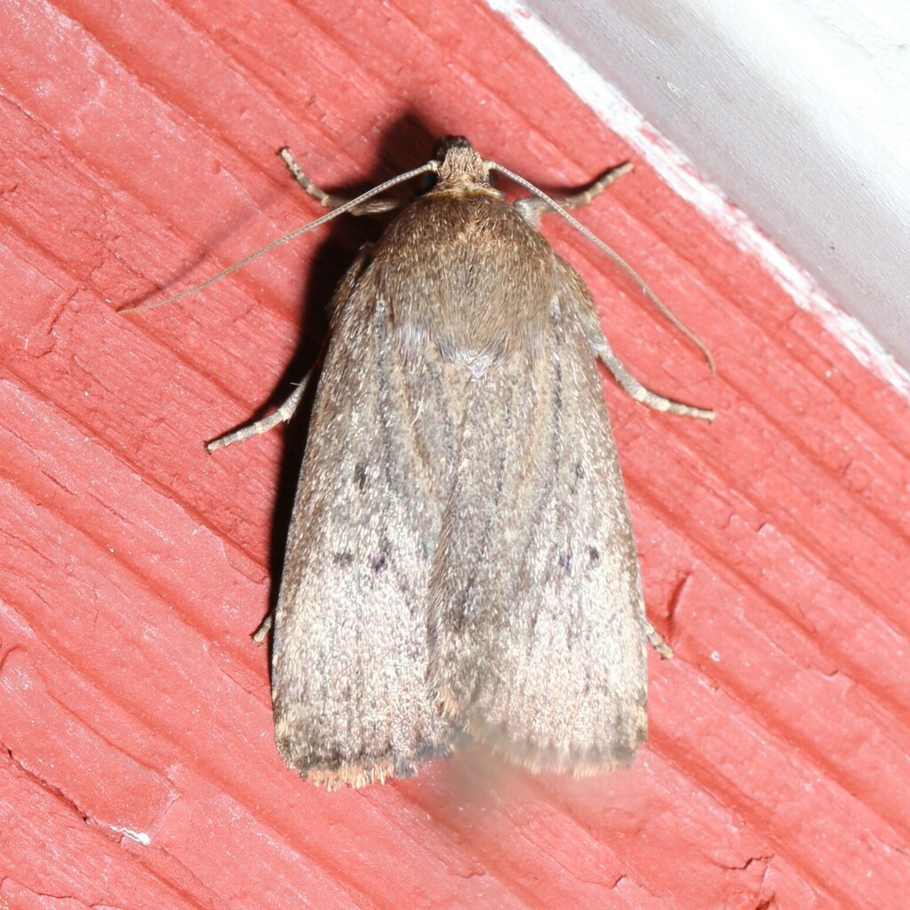 Mouse Moth from Fitzgerald Rd, Burdett, NY 14818, USA on July 16, 2024 ...