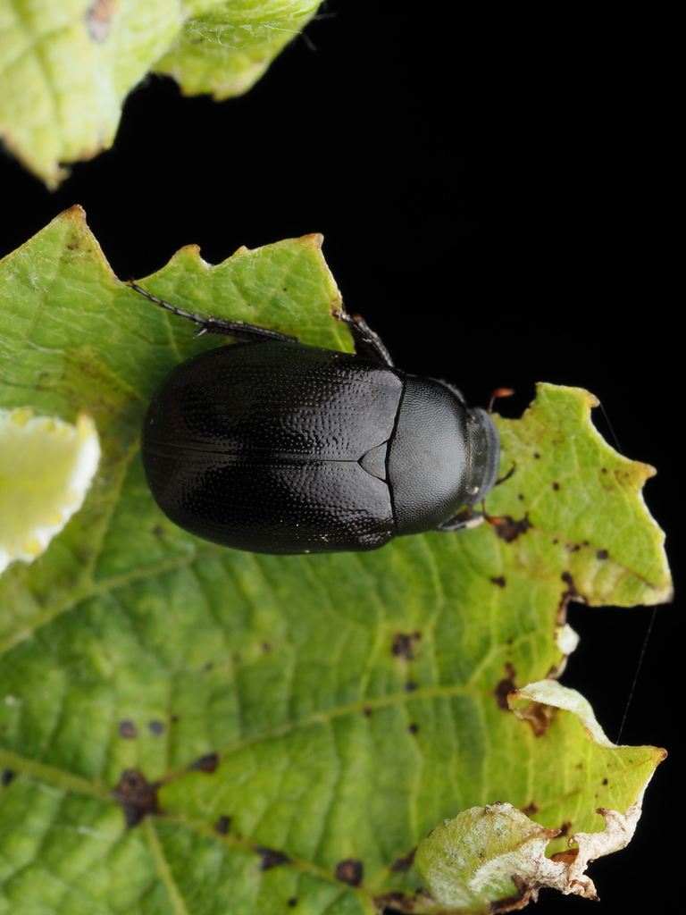 Apogonia cribricollis from 西貢獅子會自然教育中心, Hong Kong on June 22, 2024 at ...