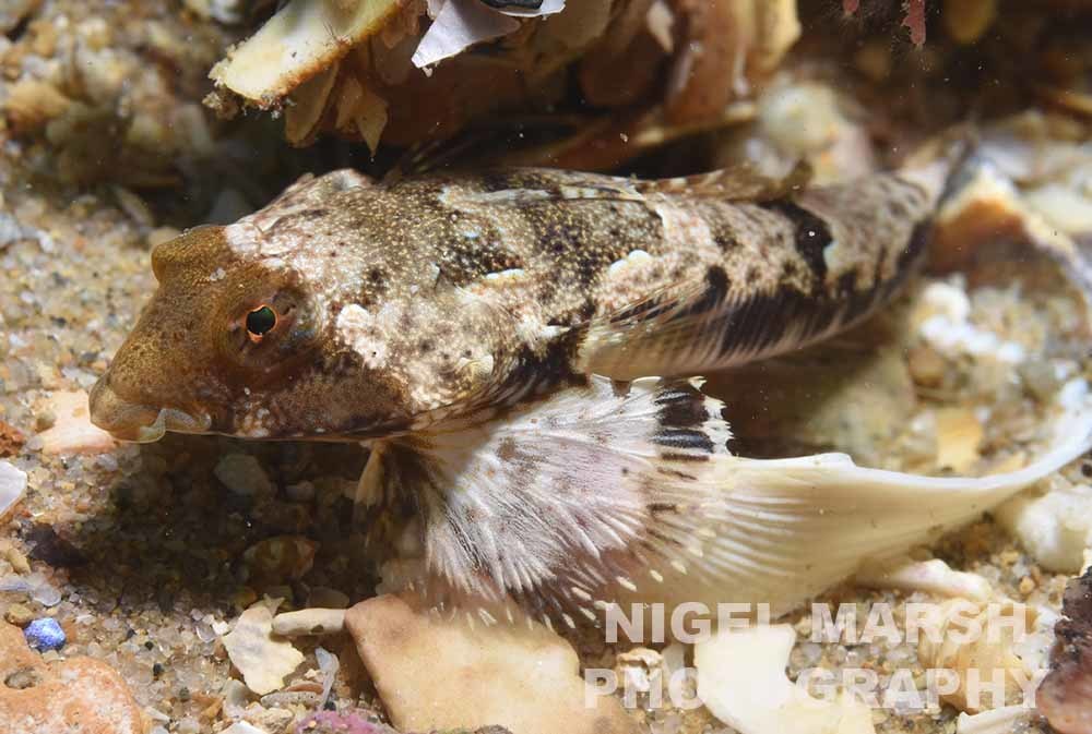 Painted Stinkfish from Victoria, Australia on February 29, 2016 at 11: ...