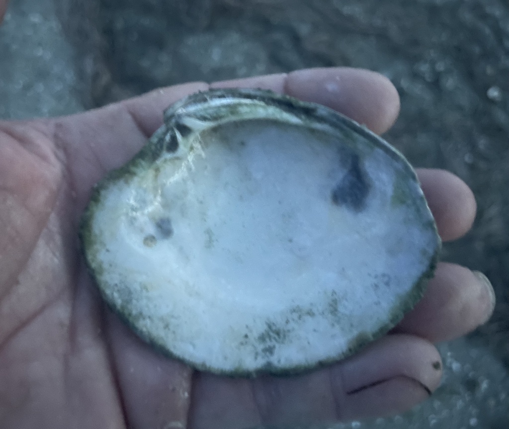 Northern Quahog from Pauls Island, Vero Beach, FL, US on July 19, 2024 ...
