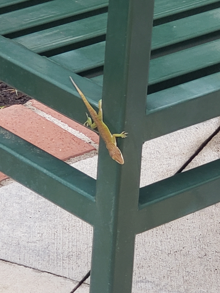 Green Anole from Augusta, GA 30912, USA on July 16, 2024 at 05:23 PM by ...