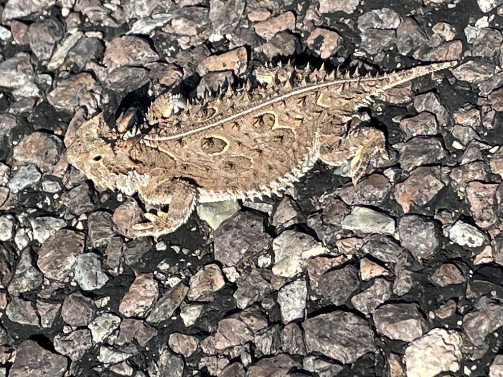 Texas Horned Lizard in July 2024 by Michael Price · iNaturalist