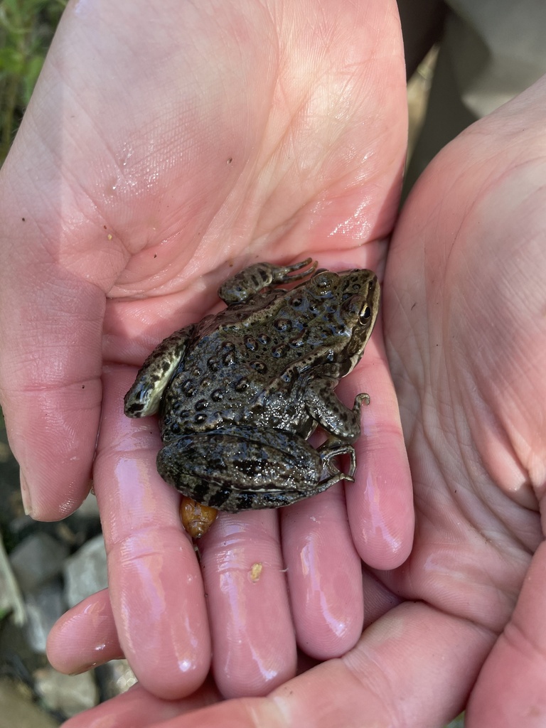 Columbia Spotted Frog from US-93, Challis, ID, US on July 3, 2024 at 09 ...