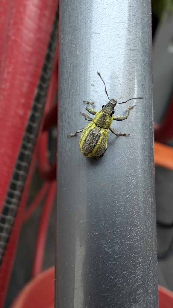 Pantomorus picipes from U.H. de la Marina, Crucecita, Oax., México on ...