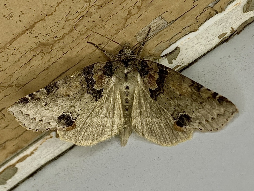 Tufted Thyatirine Moth from Cormierville, Kent County, NB, Canada on ...