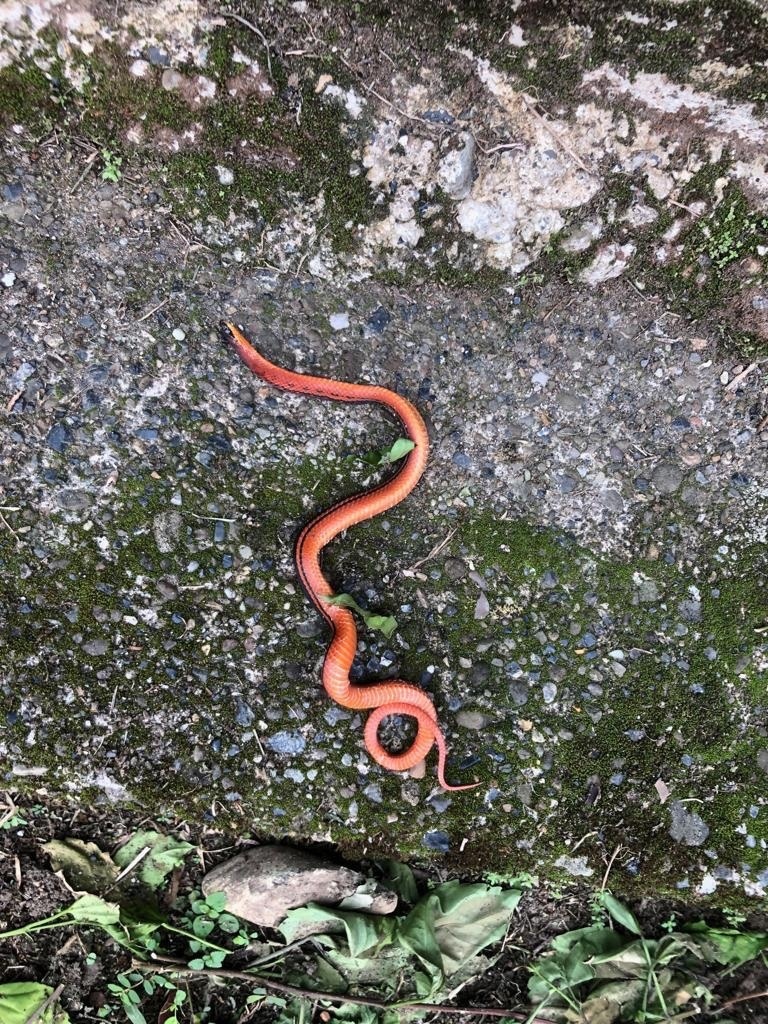 Black-backed Snake from Necoclí, Necoclí, Antioquia, CO on June 3, 2019 ...