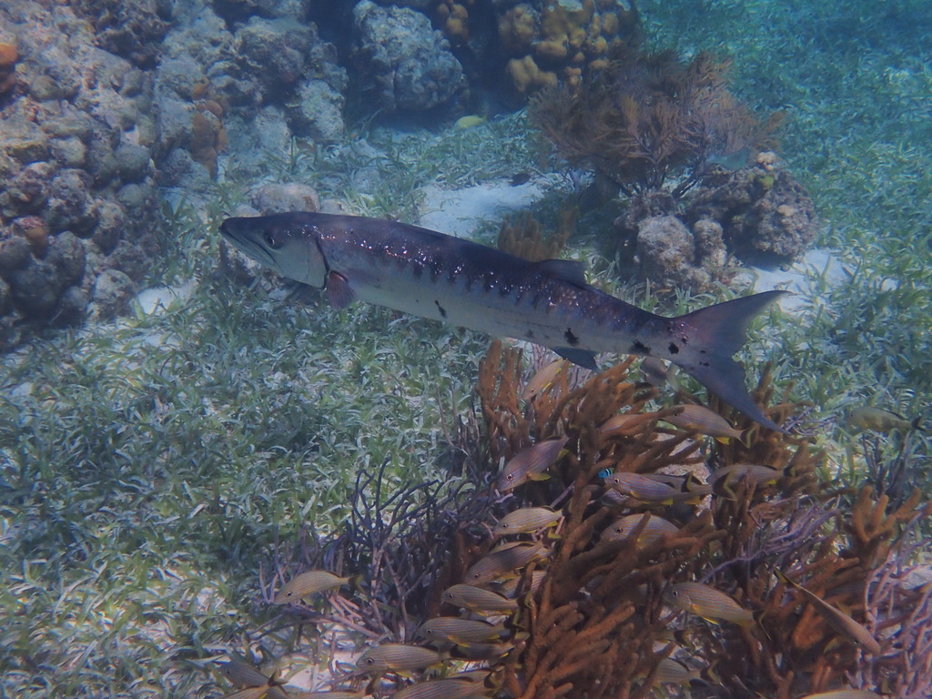 Great Barracuda from Ambergris Caye, Belize on May 3, 2024 at 03:00 PM ...