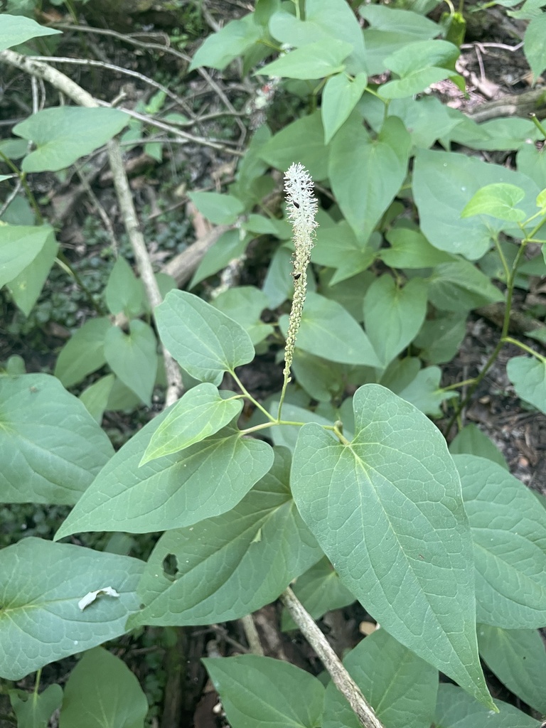 lizard's tail from Hockhocking Adena Bikeway, Athens, OH, US on July 19 ...