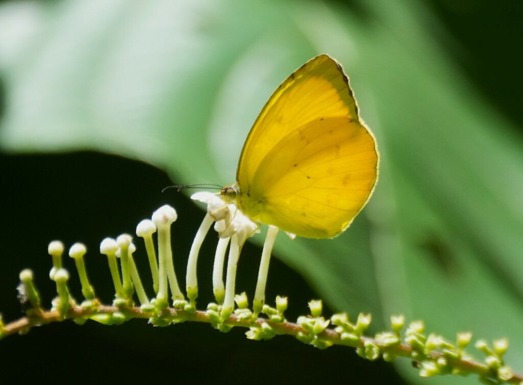 Dina Yellow from El Rodeo, San José, Mora, Costa Rica on July 13, 2024 ...