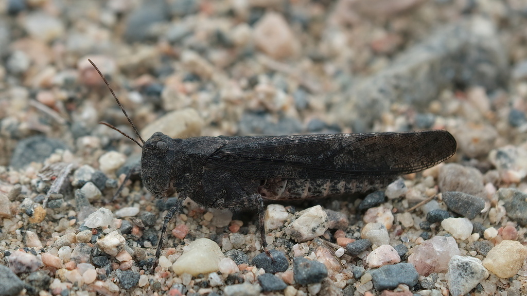 Crackling Locust from Elliot Lake, ON, Canada on July 20, 2024 at 10:35 ...