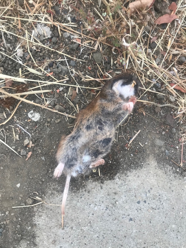 Botta's Pocket Gopher from California Polytechnic State University, CA ...
