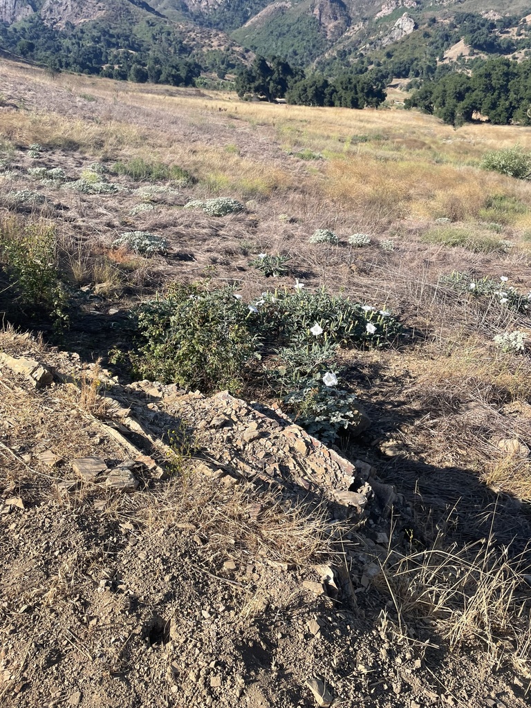 Sacred Datura from Malibu Creek State Park, Agoura Hills, CA, US on ...