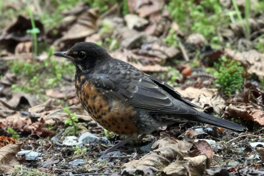 American Robin from 179 Barlett Cove Road, Gustavus, AK 99826, USA on ...