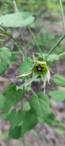 Polystemma magallanesii · iNaturalist Ecuador