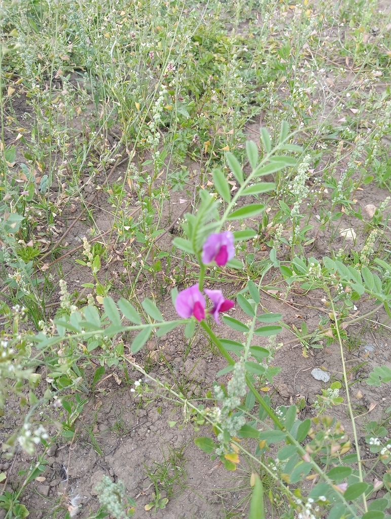 Common Vetch from York YO26 6QN, UK on July 20, 2024 at 06:52 PM by ...