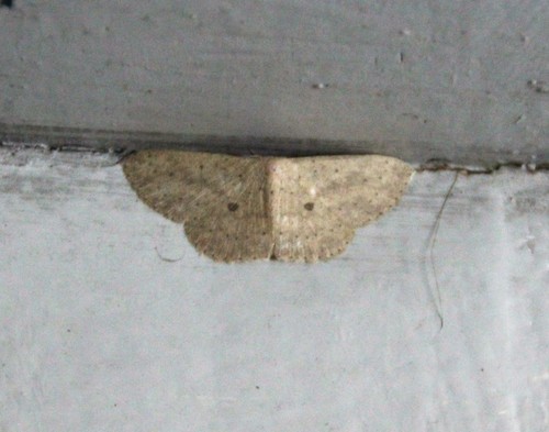 Perixera prionodes · iNaturalist