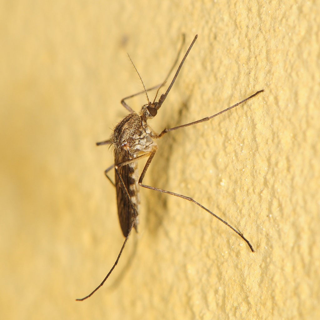 Aedes communis (Mosquitos of the United States) · iNaturalist