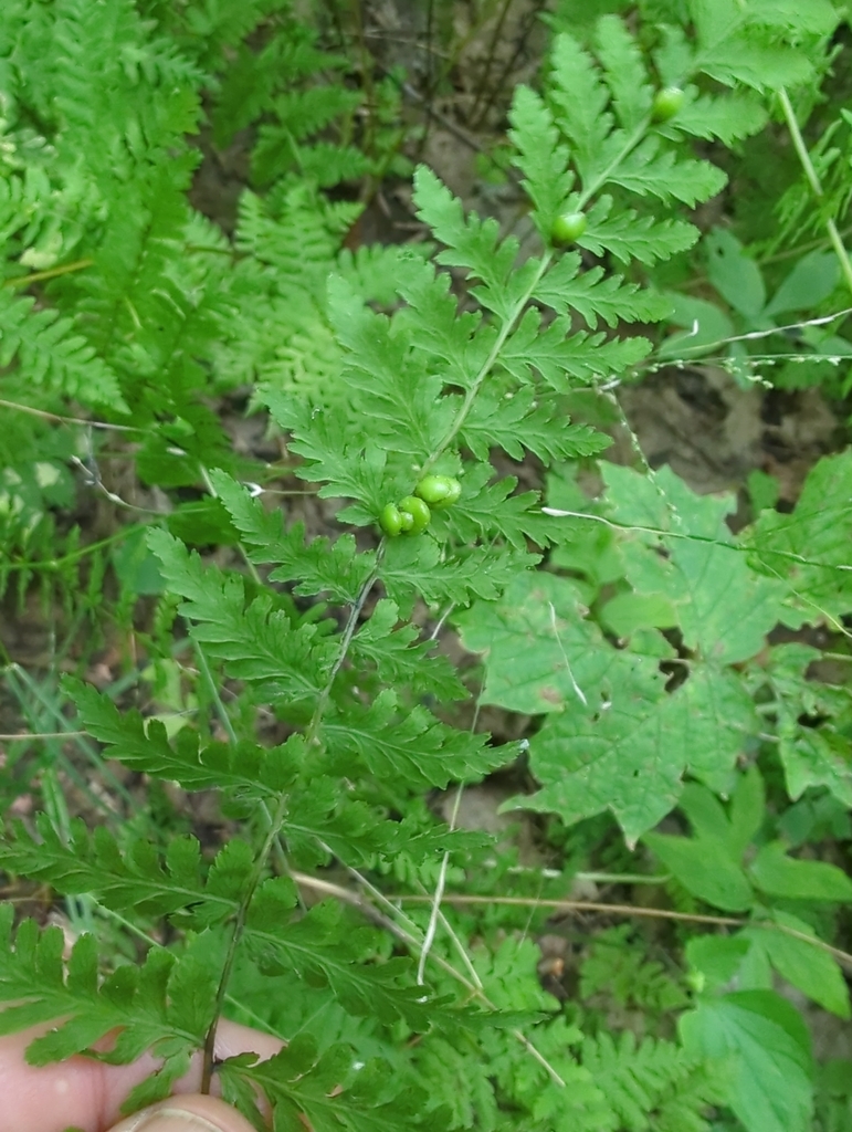 bulblet fern from Bruce, CA-ON, CA on July 20, 2024 at 10:51 AM by ...