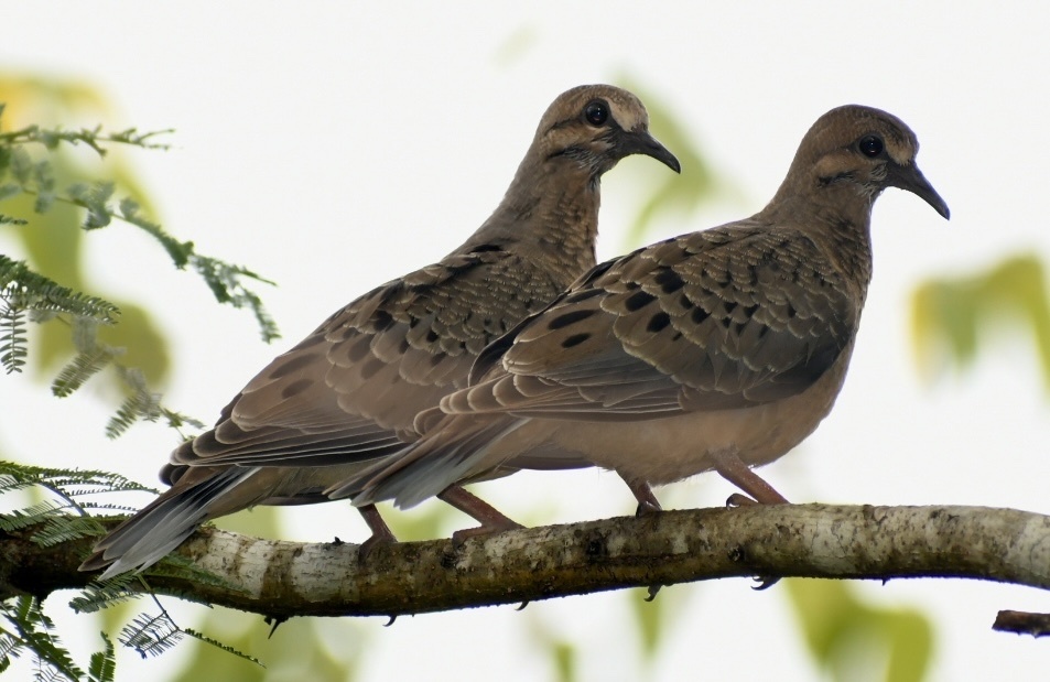 Caribbean Mourning Dove from DYE FORE, Villa Hermosa, La Romana, DO on ...