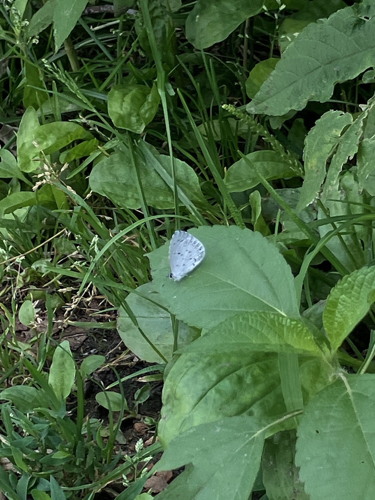 Summer Azure from Game Farm Rd N, Minnetrista, MN, US on July 20, 2024 ...