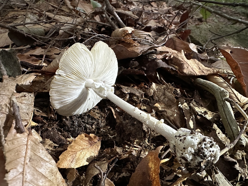 Amanita Sect. Phalloideae from Monongahela National Forest, Bowden, WV ...