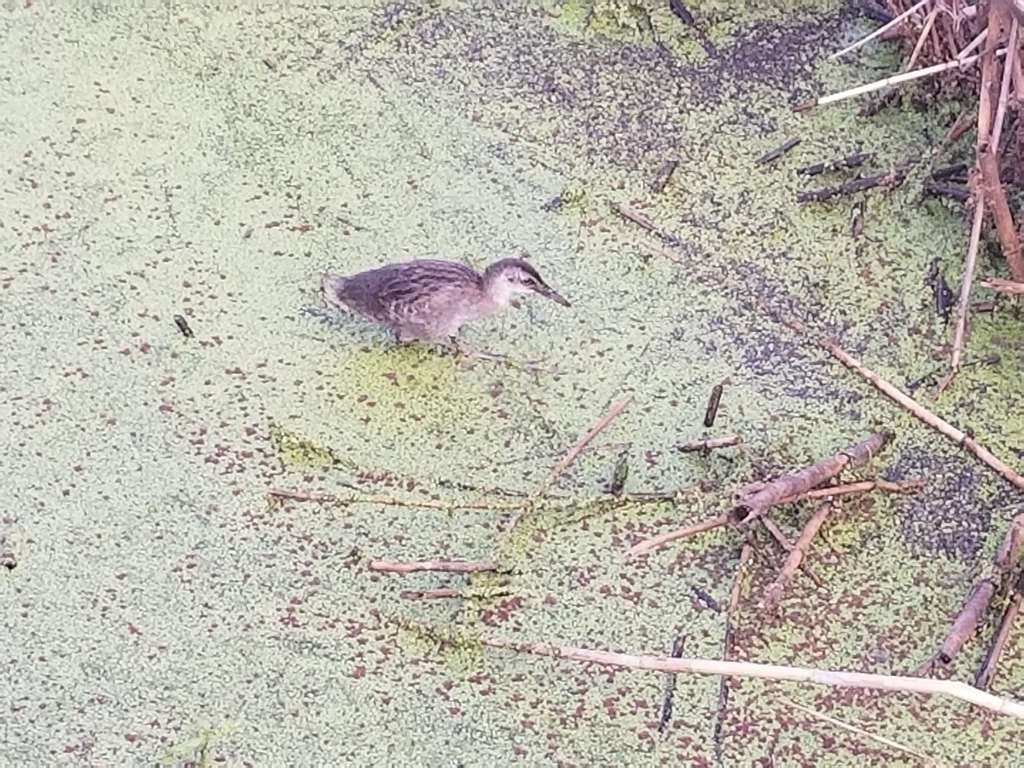 Clapper Rail from Chambers County, TX, USA on May 27, 2018 at 09:29 AM ...