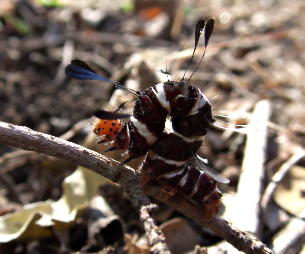 Laughing Dice Moth from Marloth Park, South Africa on June 22, 2024 at ...