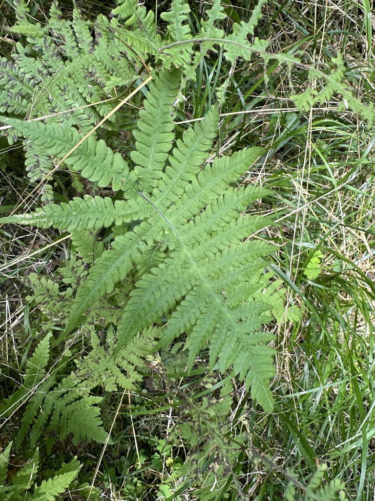 long beech fern from East St, South Egremont, MA, US on July 20, 2024 ...