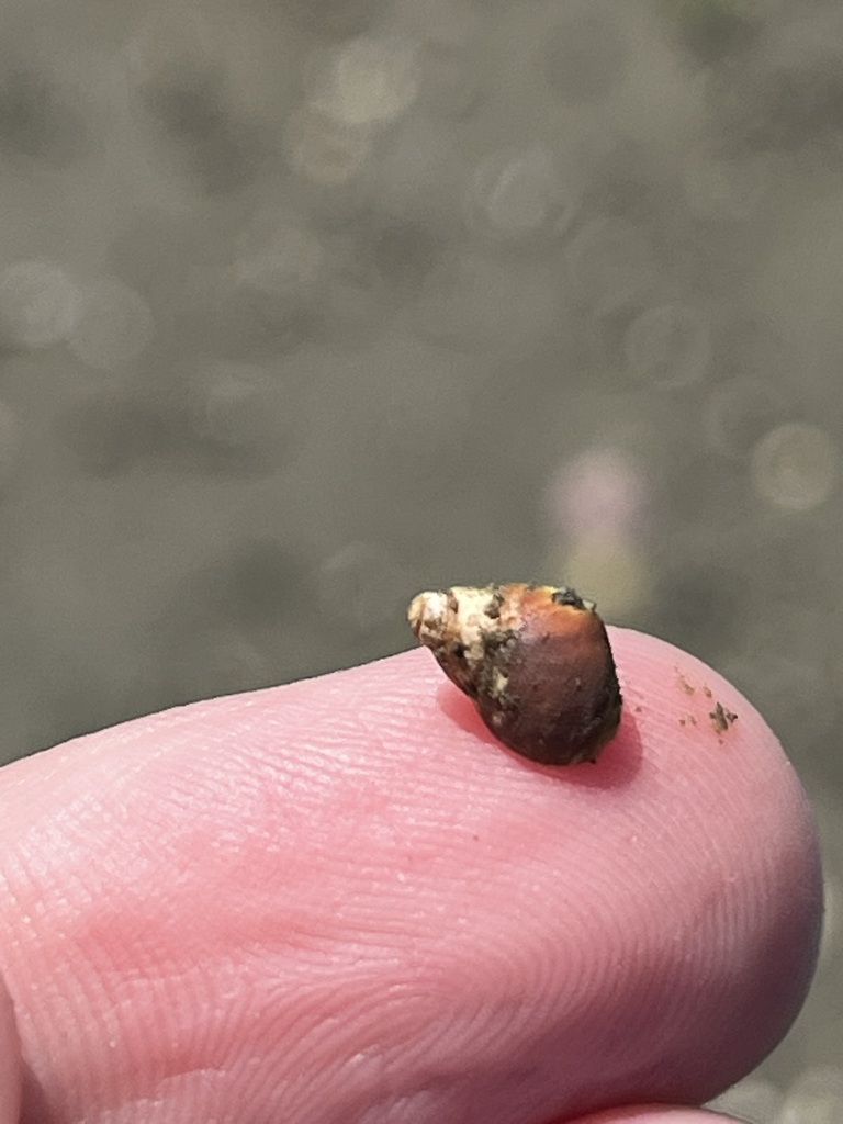 Lacuna Snails from Crescent Beach, Surrey, BC V4A, Canada on July 19 ...