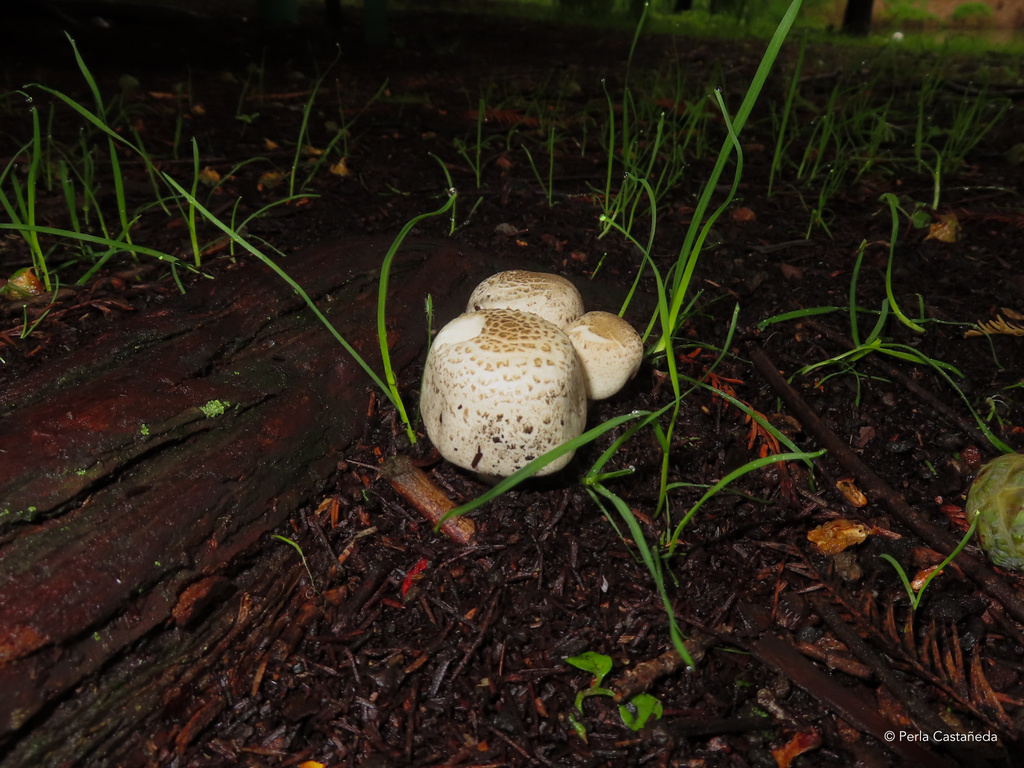 Setas, bejines y parientes desde Parque Ecológico de Xochimilco ...