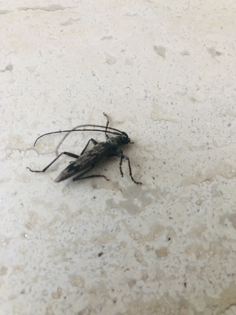 Wavy Longhorn Beetle from S McNeill St, Carthage, NC, US on July 20 ...