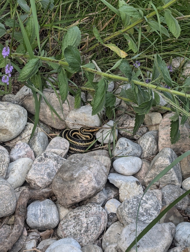 Eastern Garter Snake from Toronto, ON M6R, Canada on July 17, 2024 at ...