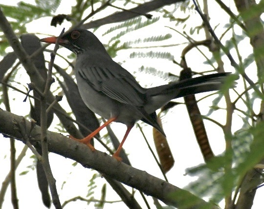 Eastern Red-legged Thrush from DYE FORE, Villa Hermosa, La Romana, DO ...