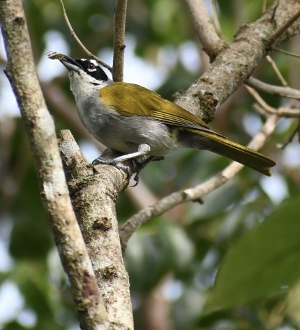 Black-crowned Palm-Tanager from DYE FORE, Villa Hermosa, La Romana, DO ...