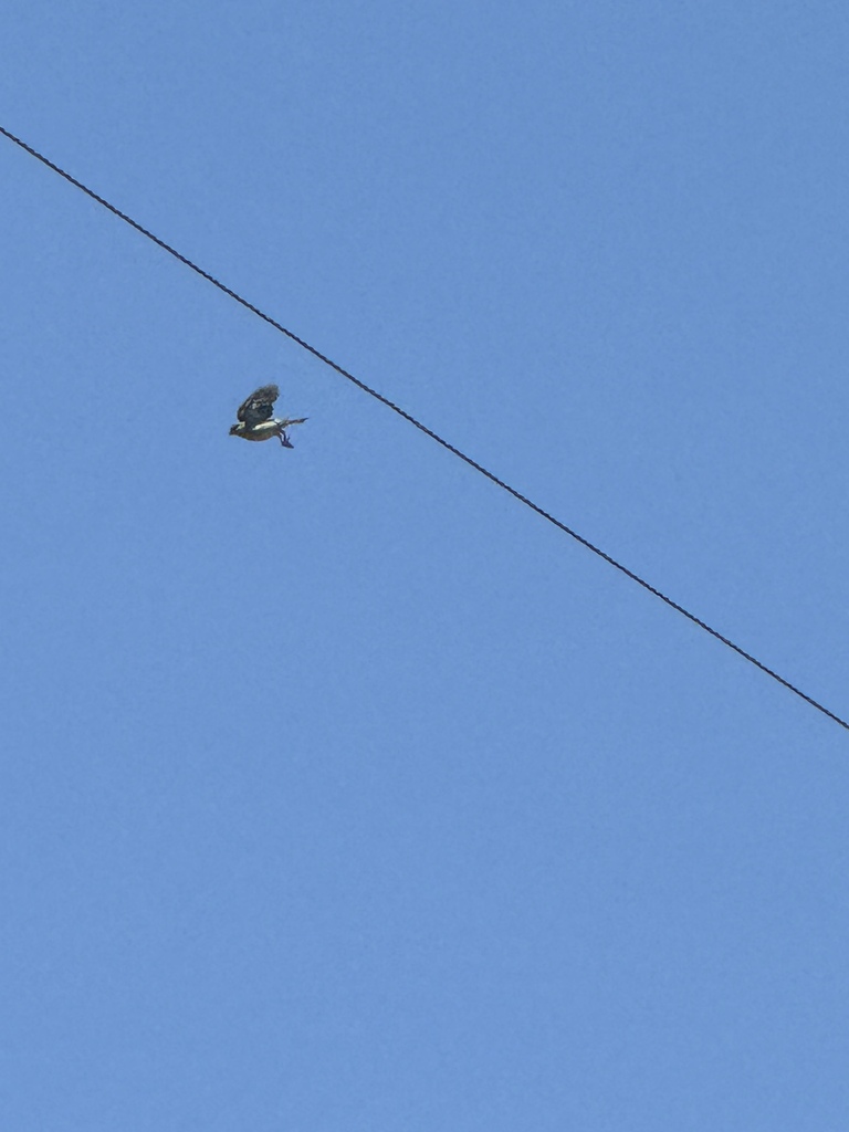 Lesser Goldfinch from Valley Rim Rd, El Cajon, CA, US on July 20, 2024 ...